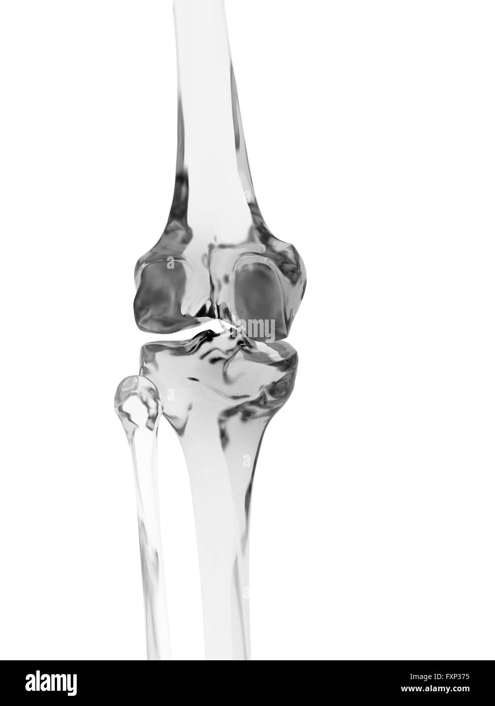 Human knee joint, computer illustration Stock Photo - Alamy