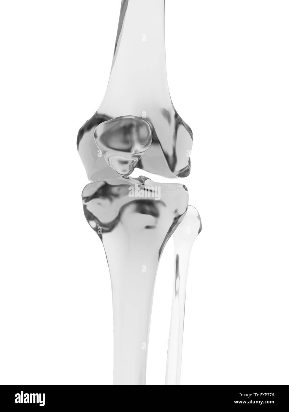 Human knee joint, computer illustration Stock Photo - Alamy