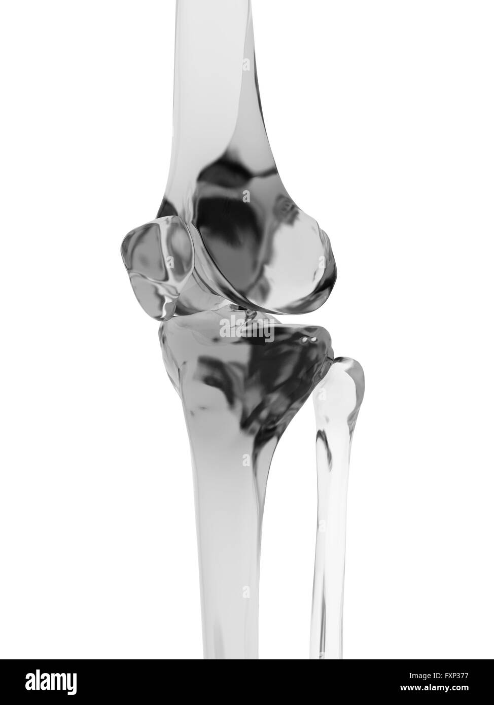 Human knee joint, computer illustration Stock Photo - Alamy