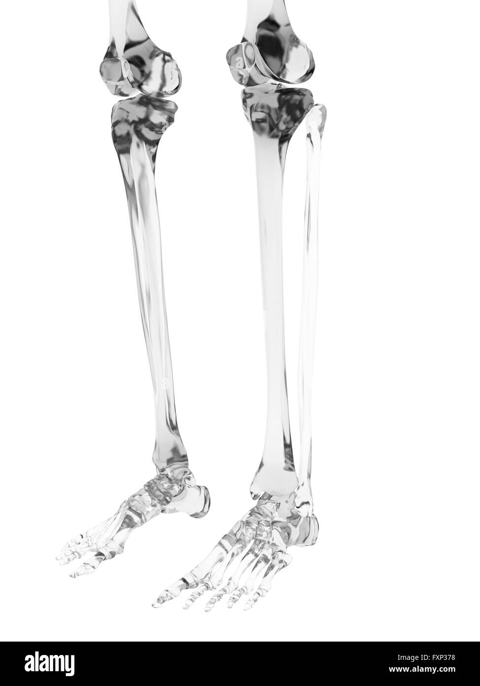 Human leg bones, computer illustration Stock Photo - Alamy