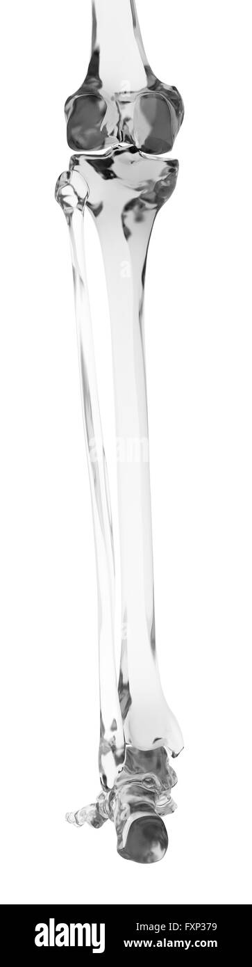 Human leg bones, computer illustration Stock Photo - Alamy