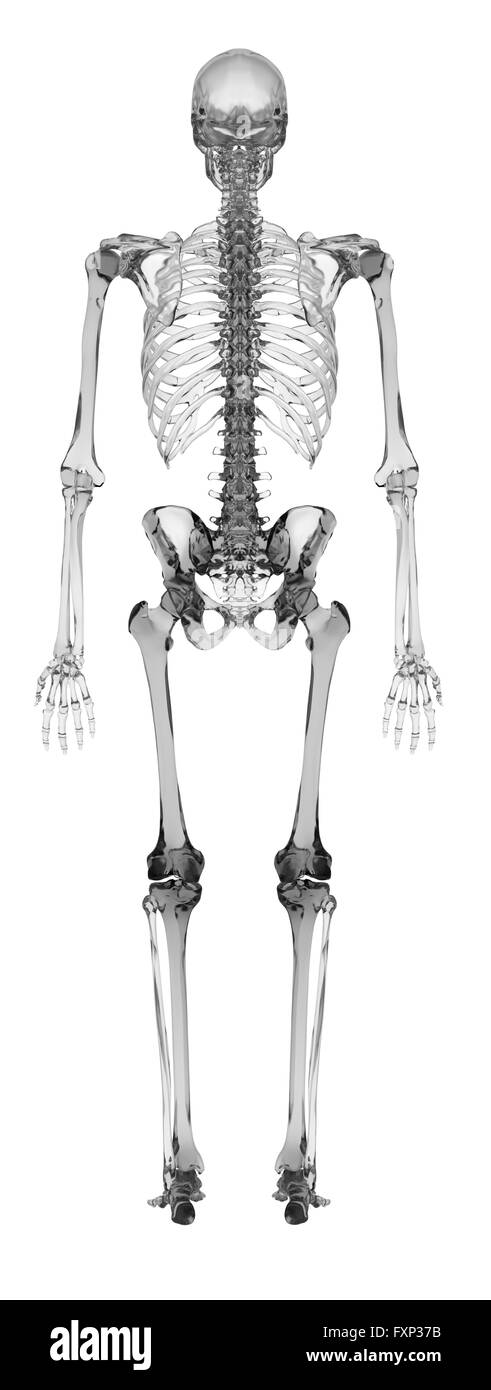 Human skeletal system, computer illustration Stock Photo - Alamy