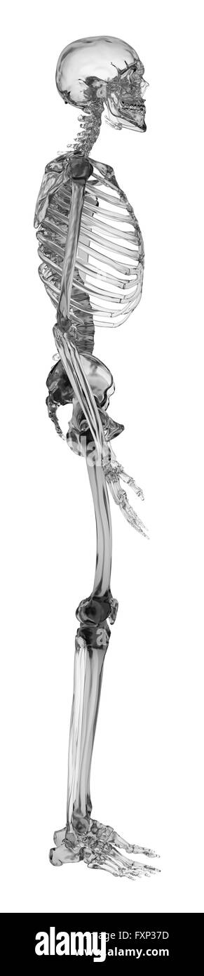 Human skeletal system, computer illustration Stock Photo - Alamy