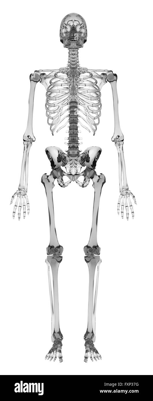 Human skeletal computer illustration Cut Out Stock Images & Pictures ...