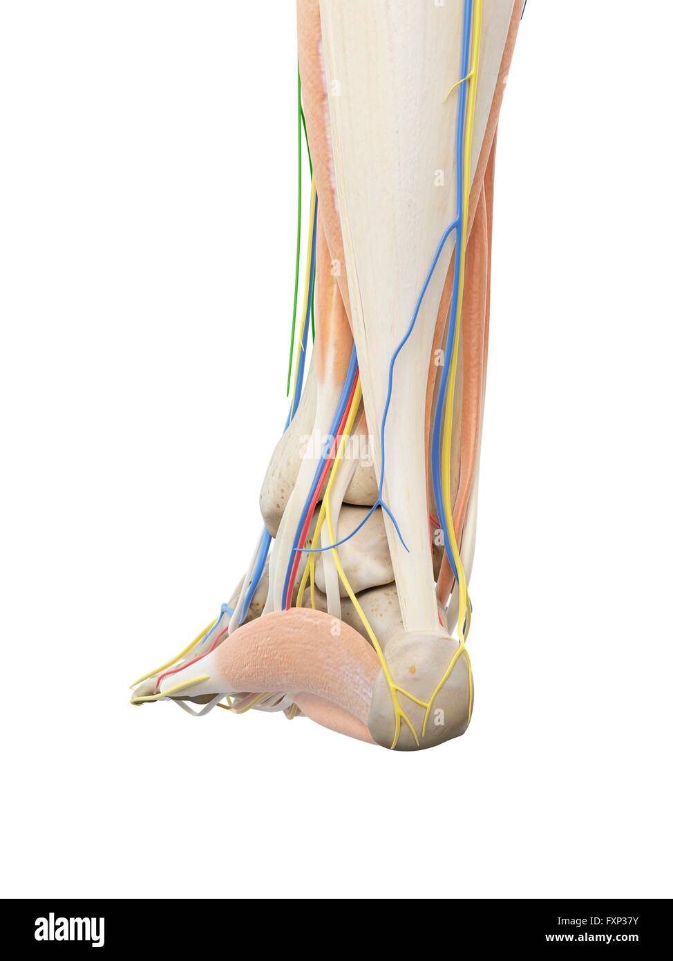 Anatomy of foot hi-res stock photography and images - Alamy