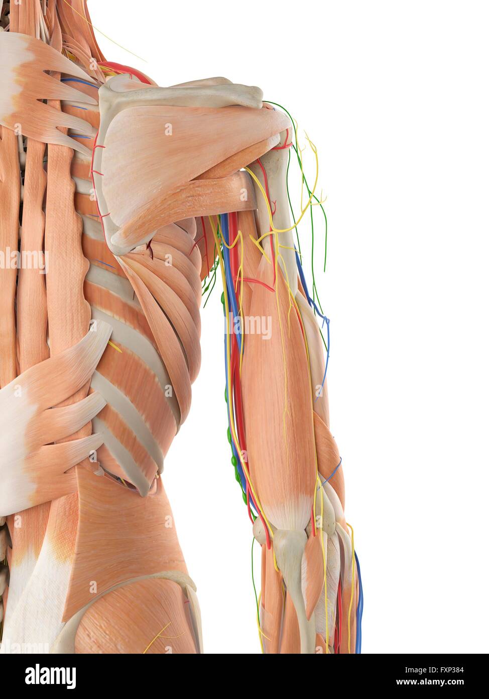 Human anatomy of the shoulder, computer illustration Stock Photo - Alamy