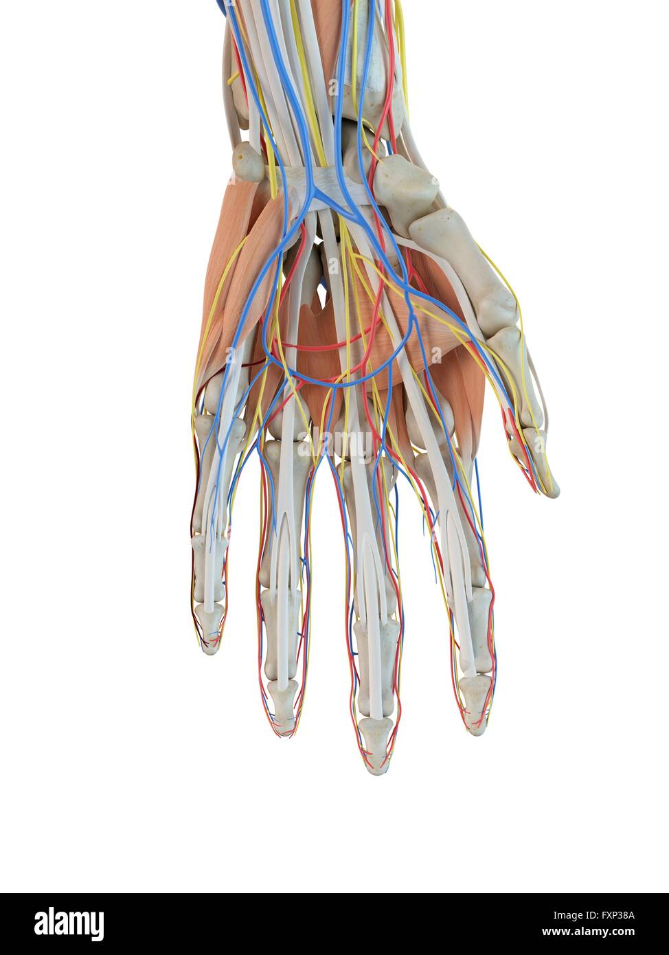 Human anatomy of the hand, computer illustration Stock Photo - Alamy