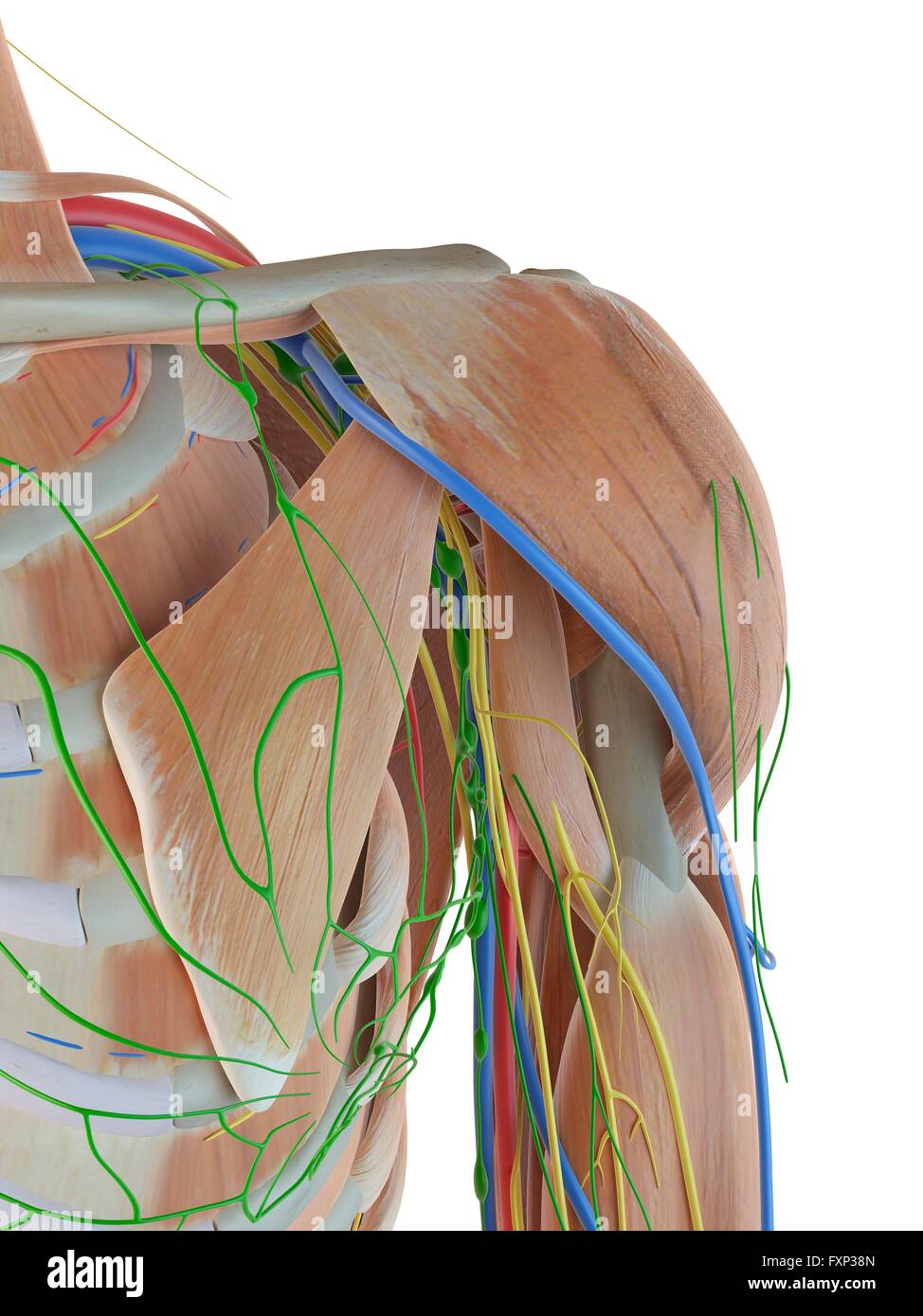 Human anatomy of the shoulder, computer illustration Stock Photo - Alamy