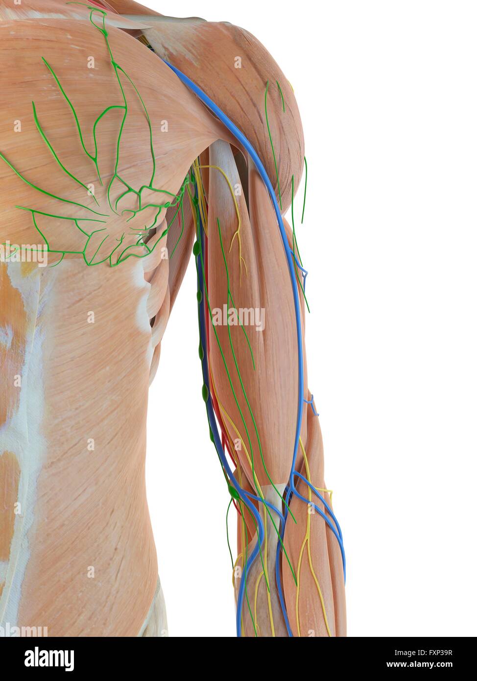 Anatomy of the human arm, computer illustration Stock Photo - Alamy