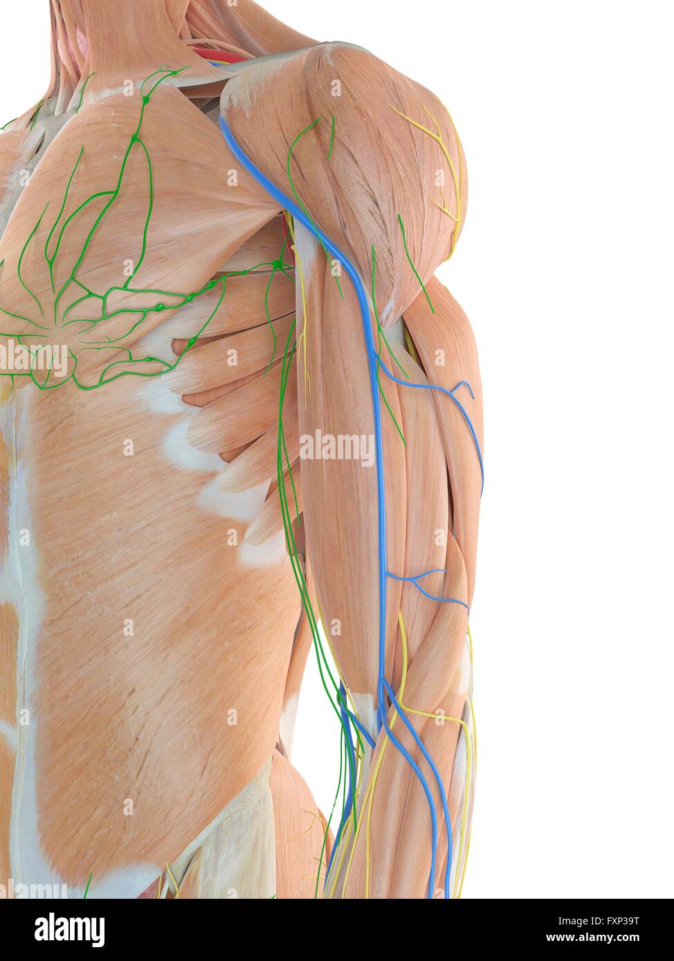 Anatomy of the human shoulder, computer illustration Stock Photo - Alamy