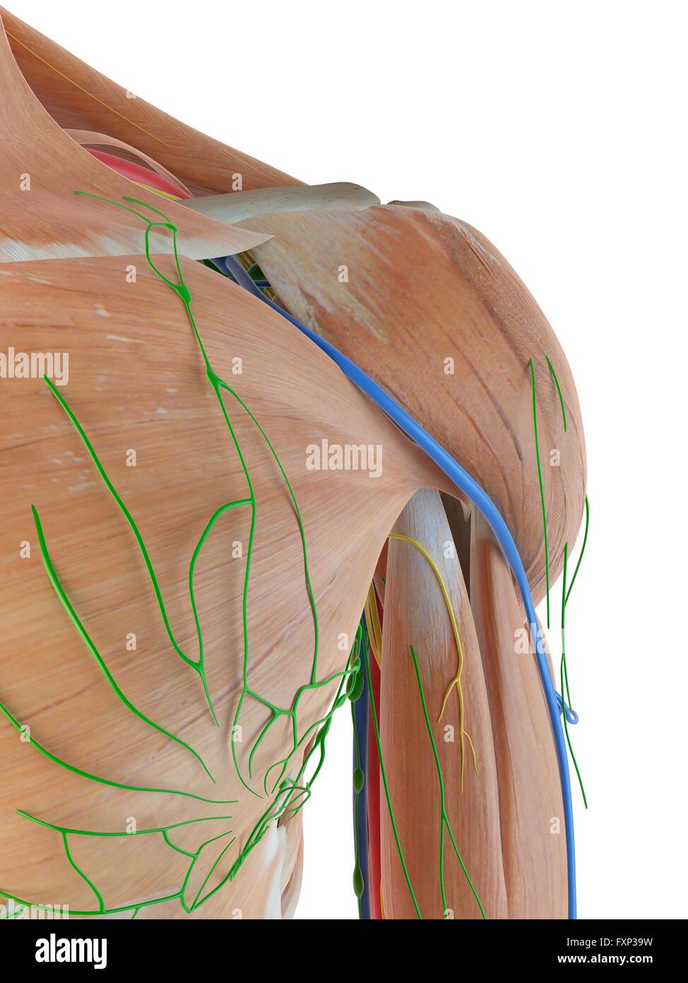 Anatomy of the human shoulder, computer illustration Stock Photo - Alamy