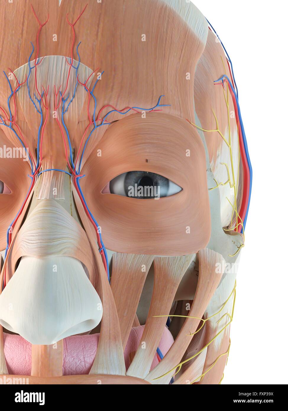 Anatomy of the human face, computer illustration Stock Photo - Alamy