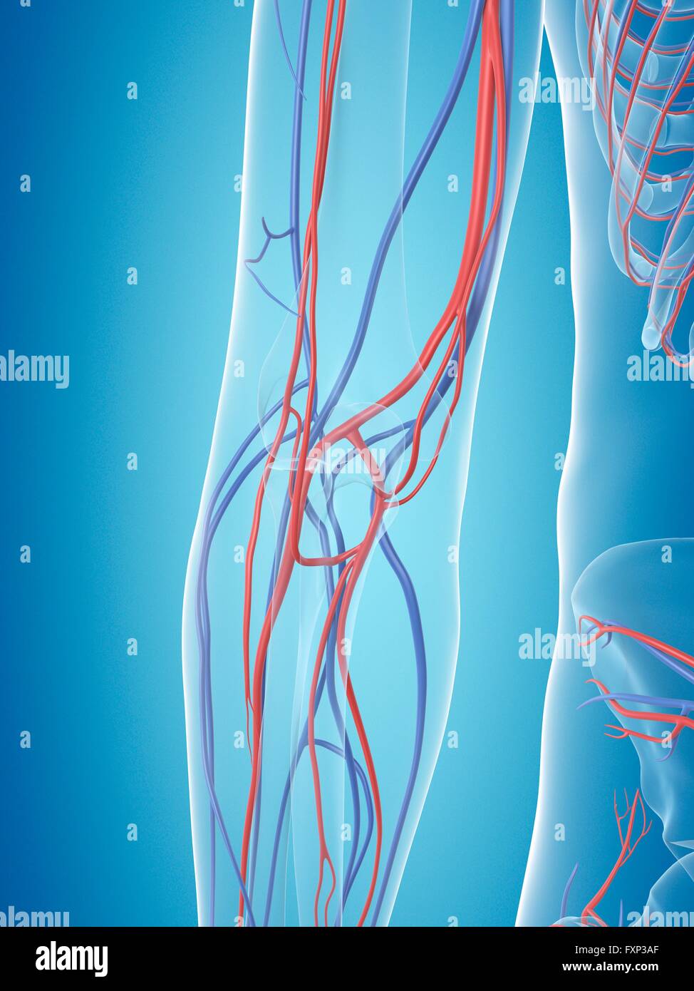 Human vascular system of the arm, computer illustration Stock Photo - Alamy