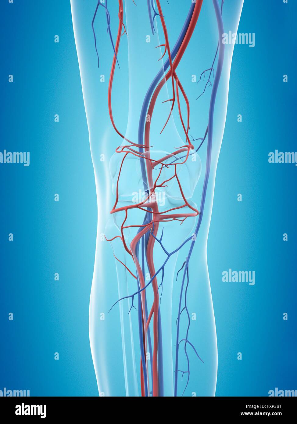 Leg Arteries High Resolution Stock Photography and Images - Alamy