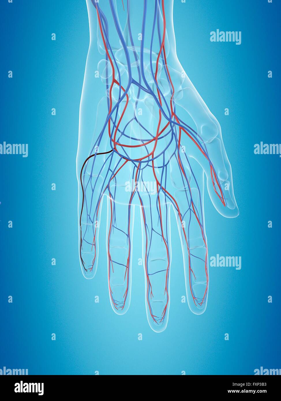 Human cardiovascular system of the hand, computer illustration Stock ...
