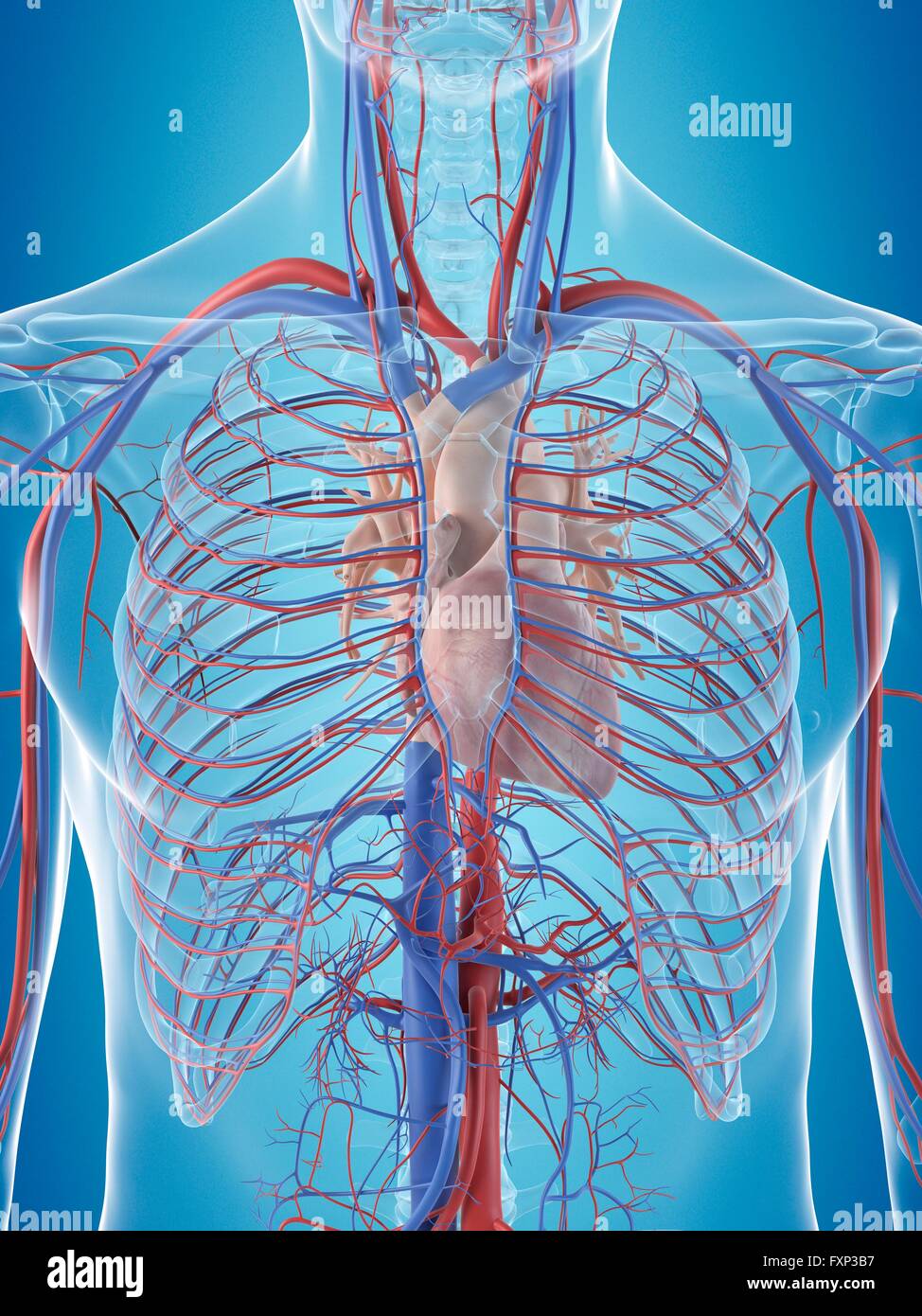Human cardiovascular system, computer illustration Stock Photo - Alamy