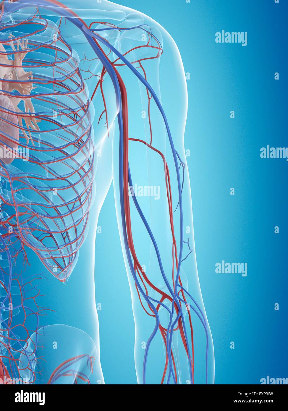 Human cardiovascular system of the shoulder, computer illustration ...
