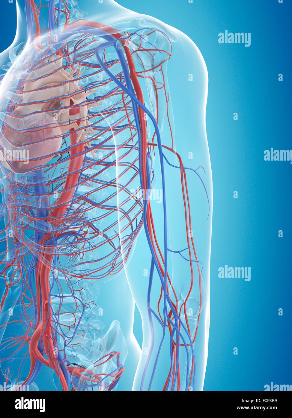 Human cardiovascular system of the shoulder, computer illustration ...
