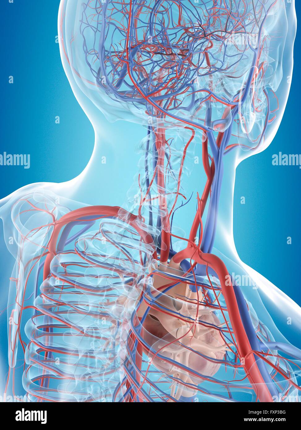 Human vascular system of the head, computer illustration Stock Photo ...