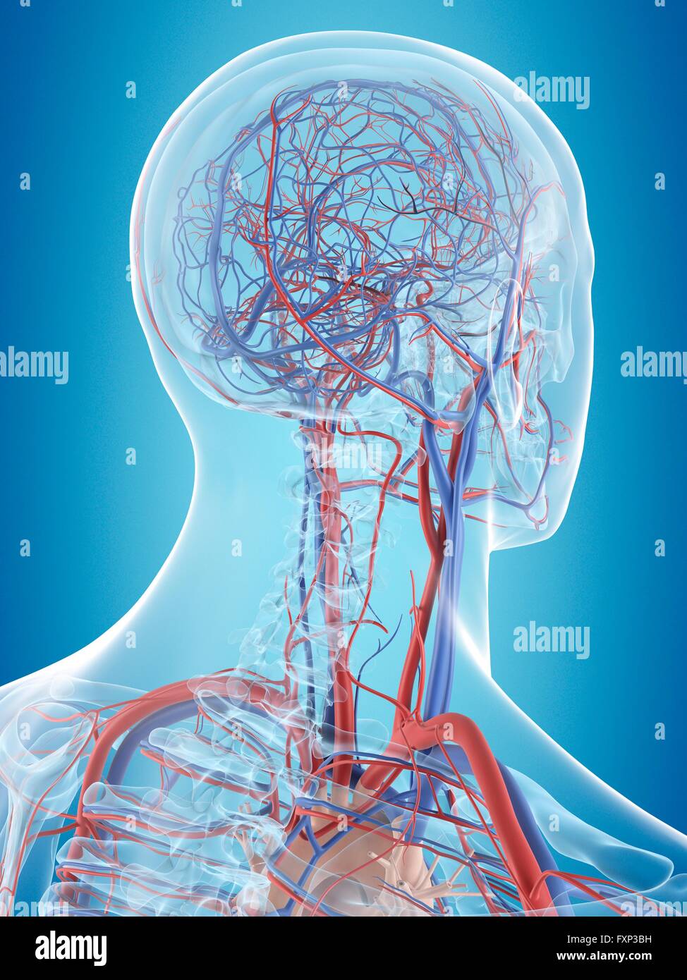 Human head arteries computer hi-res stock photography and images - Alamy