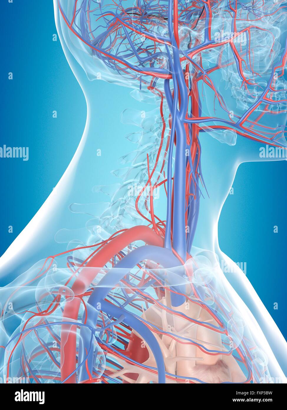 Human vascular system of the neck, computer illustration Stock Photo ...