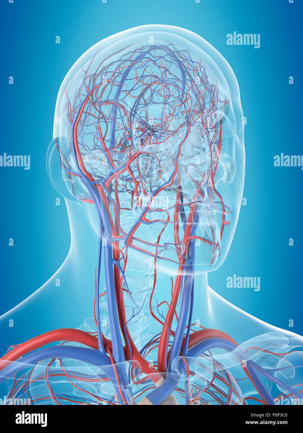 Human vascular system of the head, computer illustration Stock Photo ...