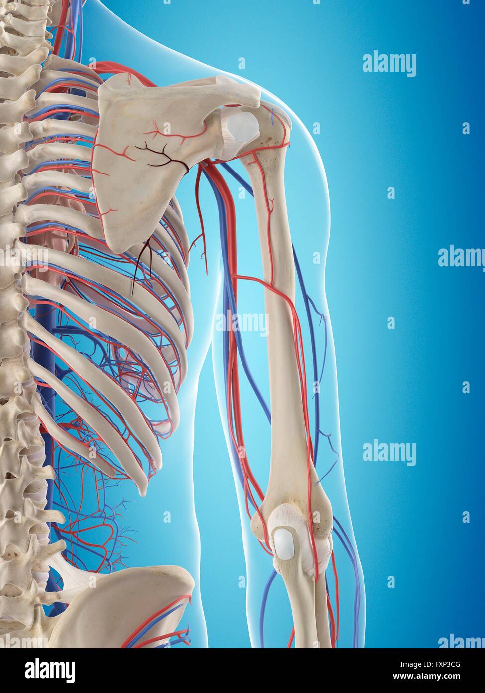 Human vascular system arm hi-res stock photography and images - Alamy