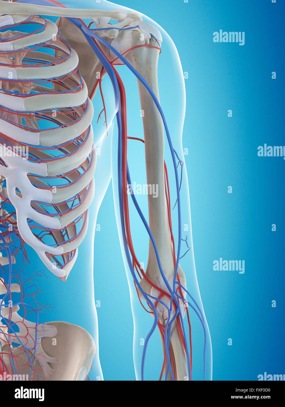 Human vascular system, computer illustration Stock Photo - Alamy