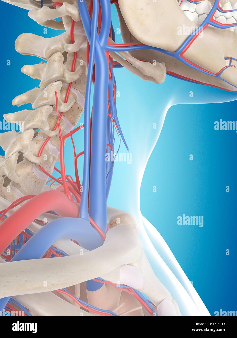 Human vascular system of the neck, computer illustration Stock Photo ...