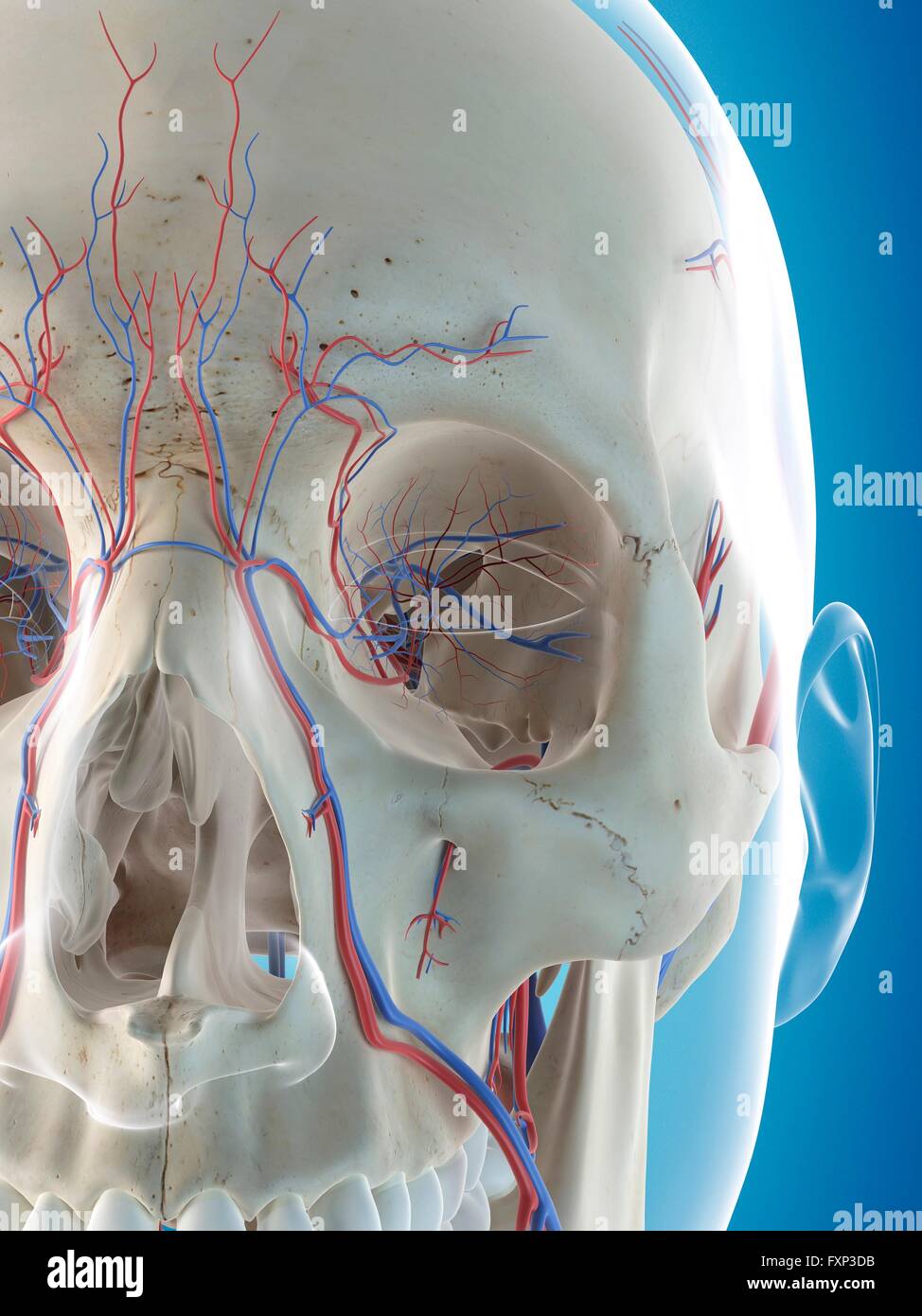 Human head arteries computer hi-res stock photography and images - Alamy