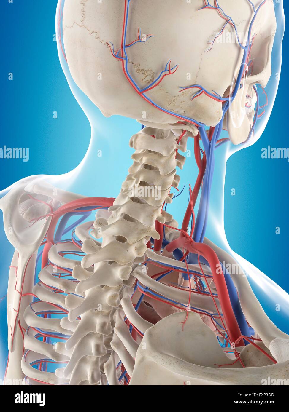 Human vascular system of the neck, computer illustration Stock Photo ...