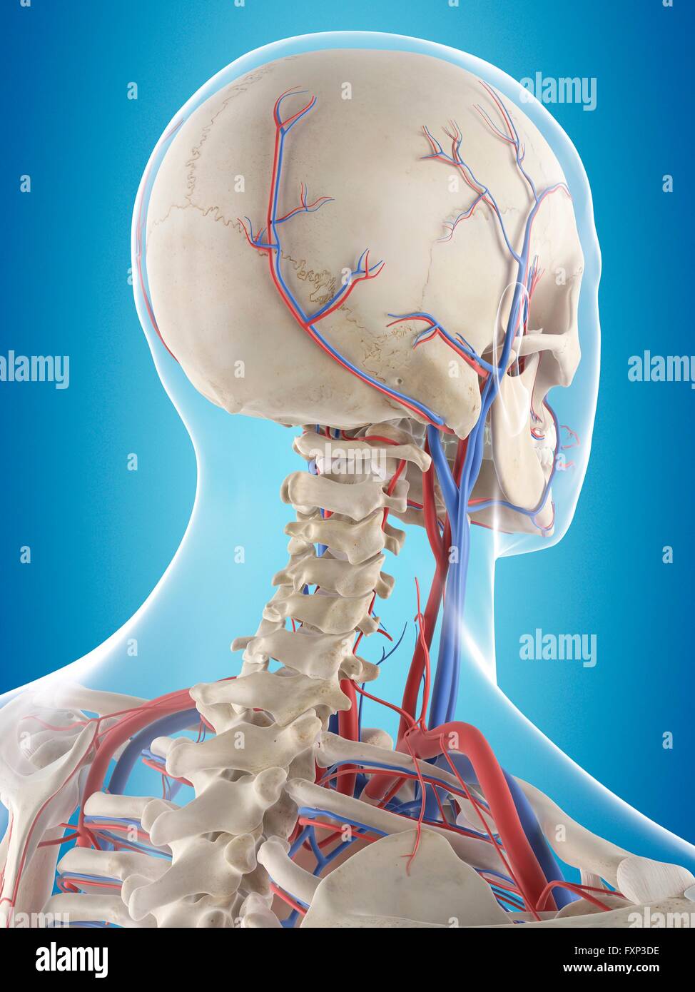 Human neck arteries computer artwork hi-res stock photography and ...