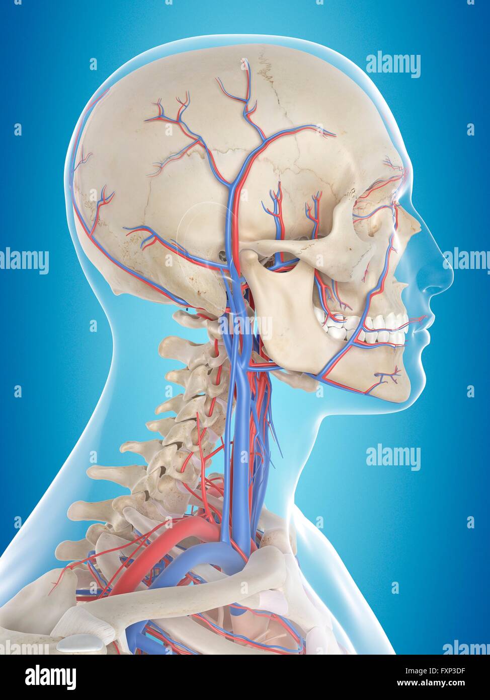 Human vascular system of the head, computer illustration Stock Photo ...