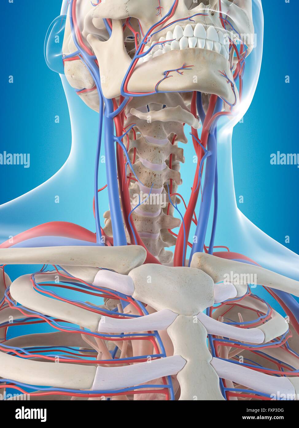 Human vascular system of the neck, computer illustration Stock Photo ...