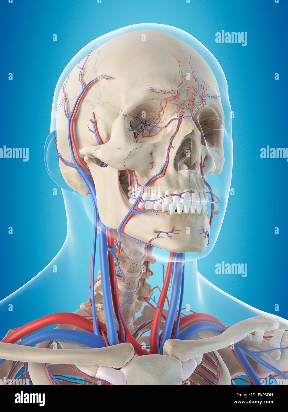 Human neck arteries computer artwork hi-res stock photography and ...
