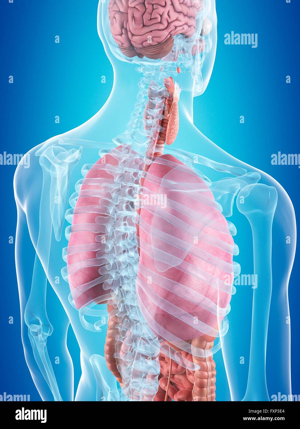 Human internal organs, computer illustration Stock Photo - Alamy