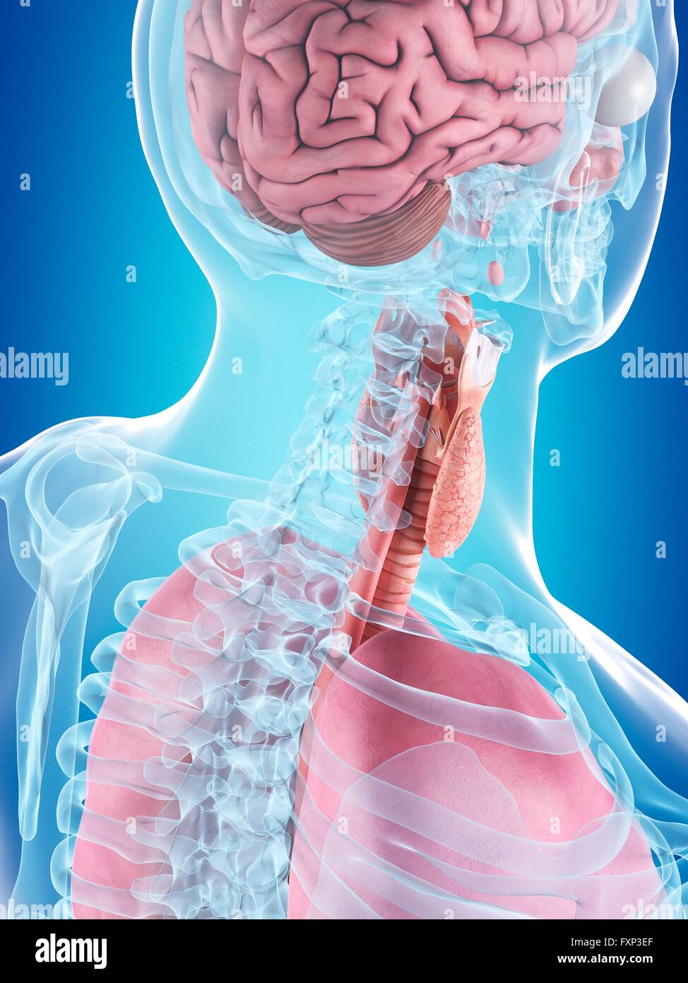 Human internal organs, computer illustration Stock Photo - Alamy