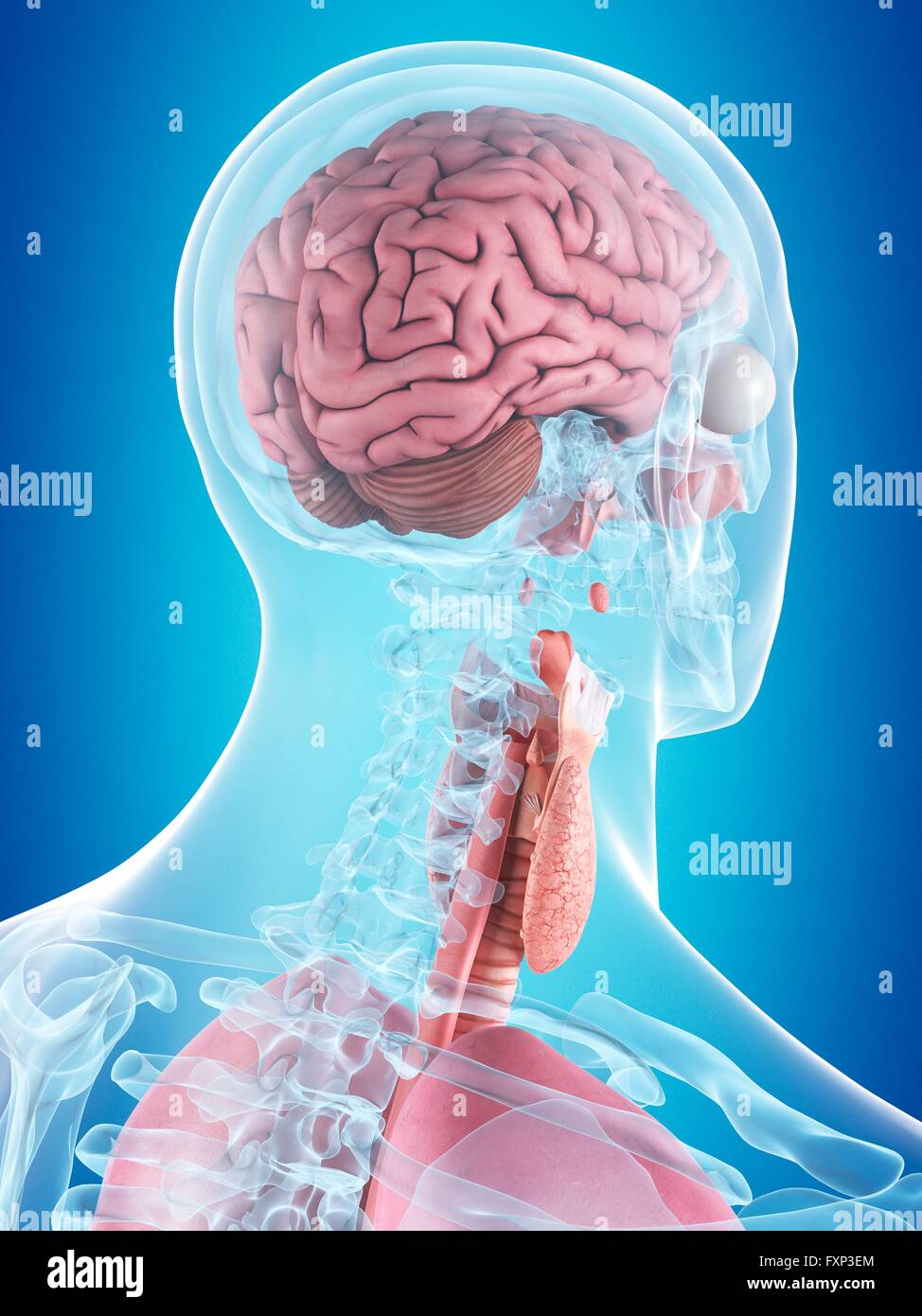 Human internal organs, computer illustration Stock Photo - Alamy