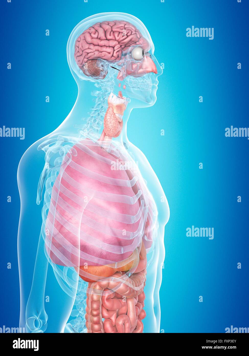 Human internal organs, computer illustration Stock Photo - Alamy