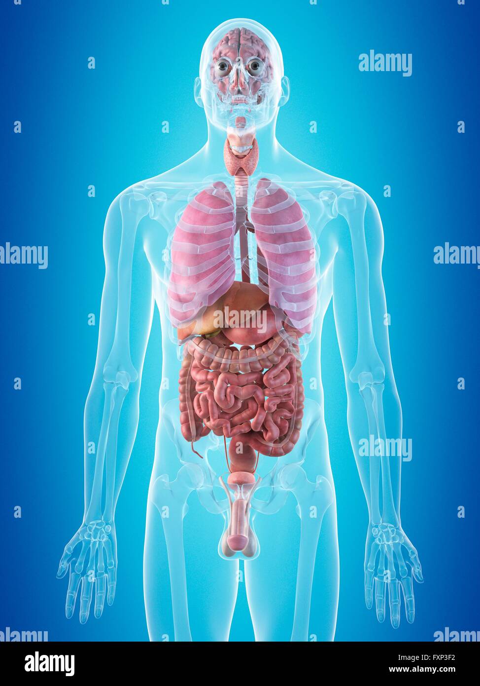 Human internal organs, computer illustration Stock Photo - Alamy