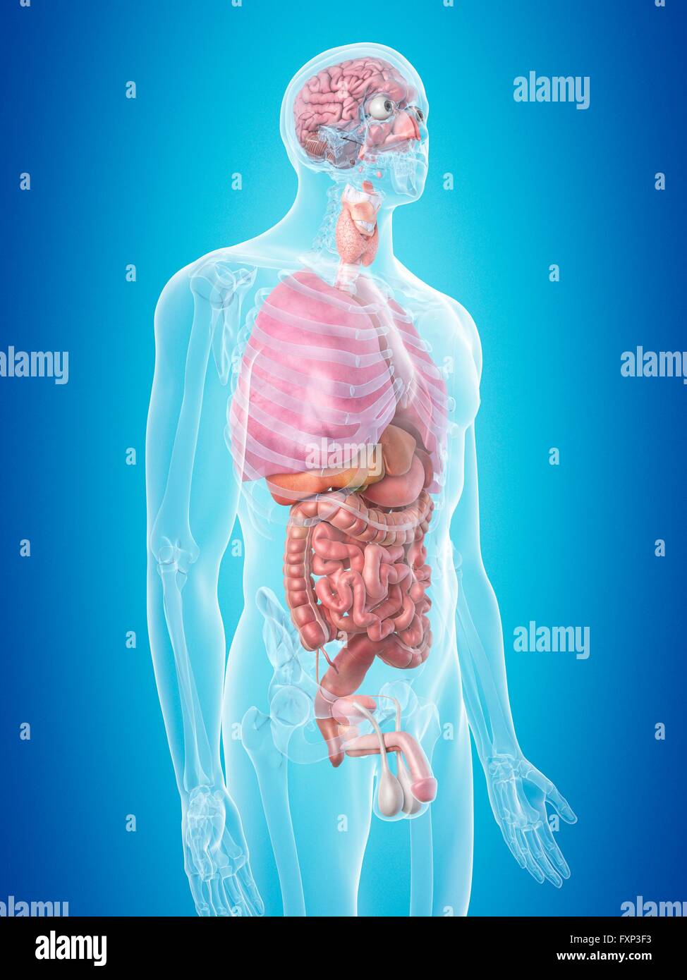 Human internal organs, computer illustration Stock Photo - Alamy