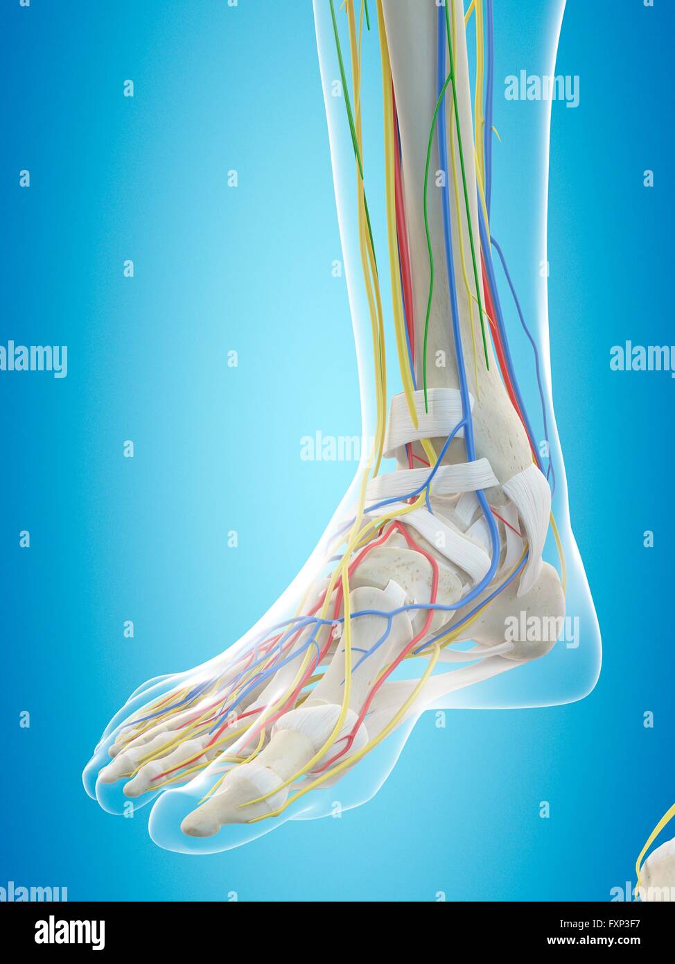 Human foot anatomy, computer illustration Stock Photo - Alamy
