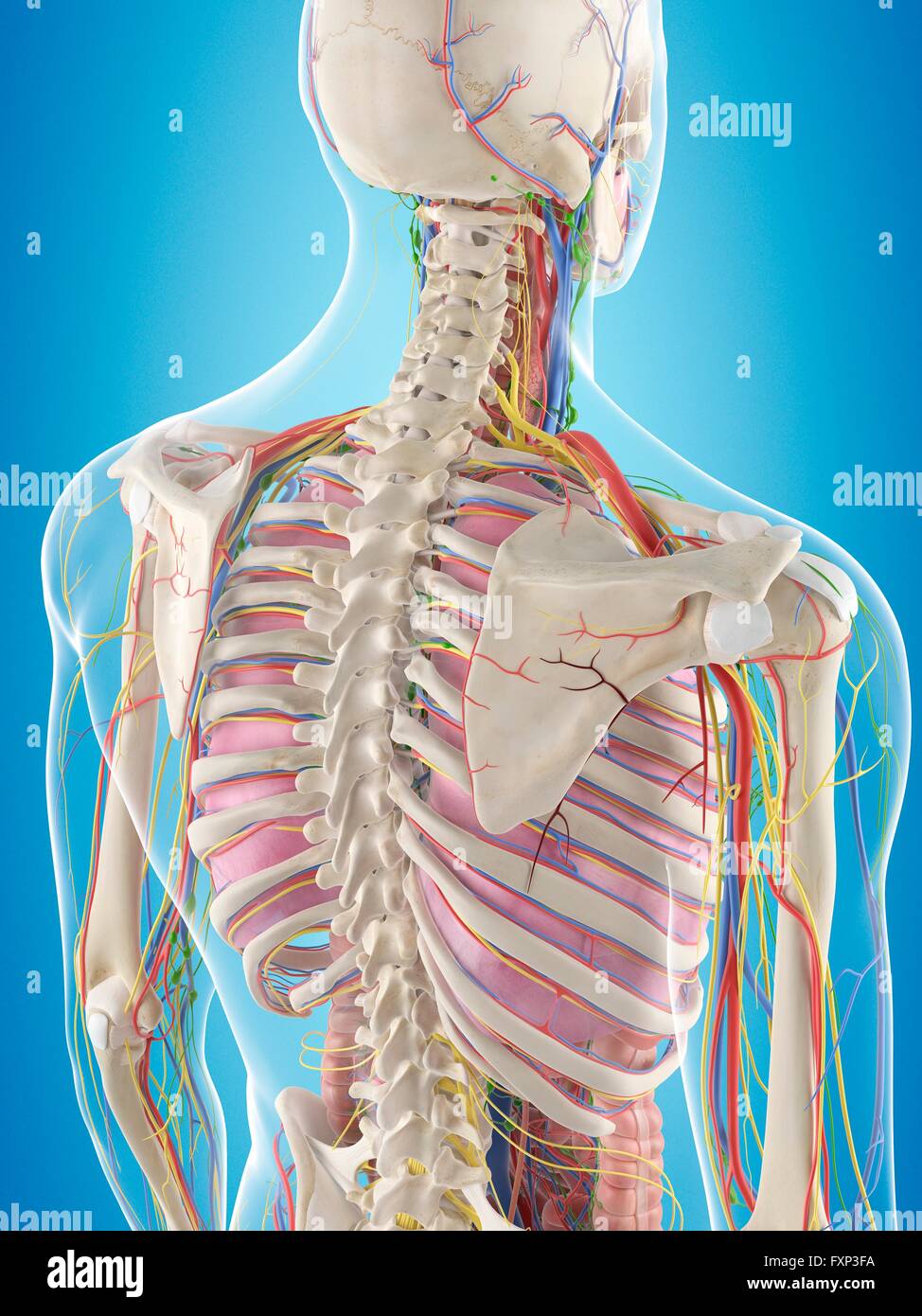 Human back anatomy hi-res stock photography and images - Alamy