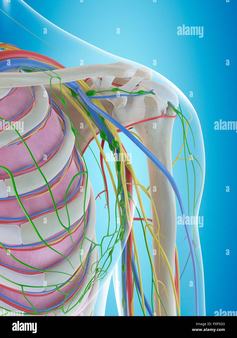 Human shoulder anatomy, computer illustration Stock Photo - Alamy