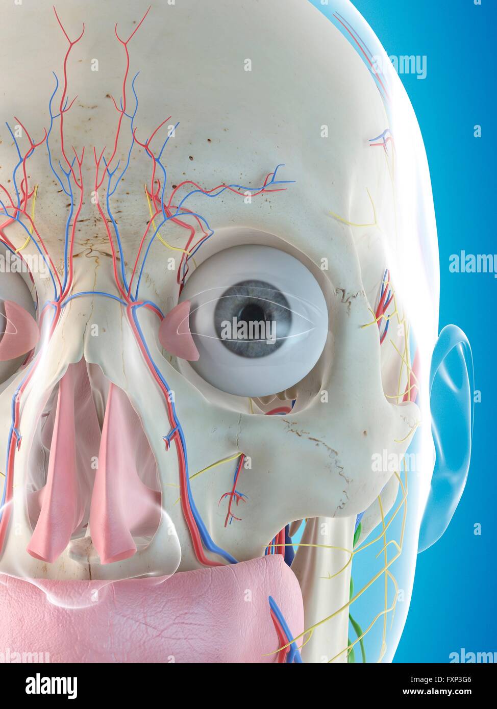 Face anatomy hi-res stock photography and images - Alamy