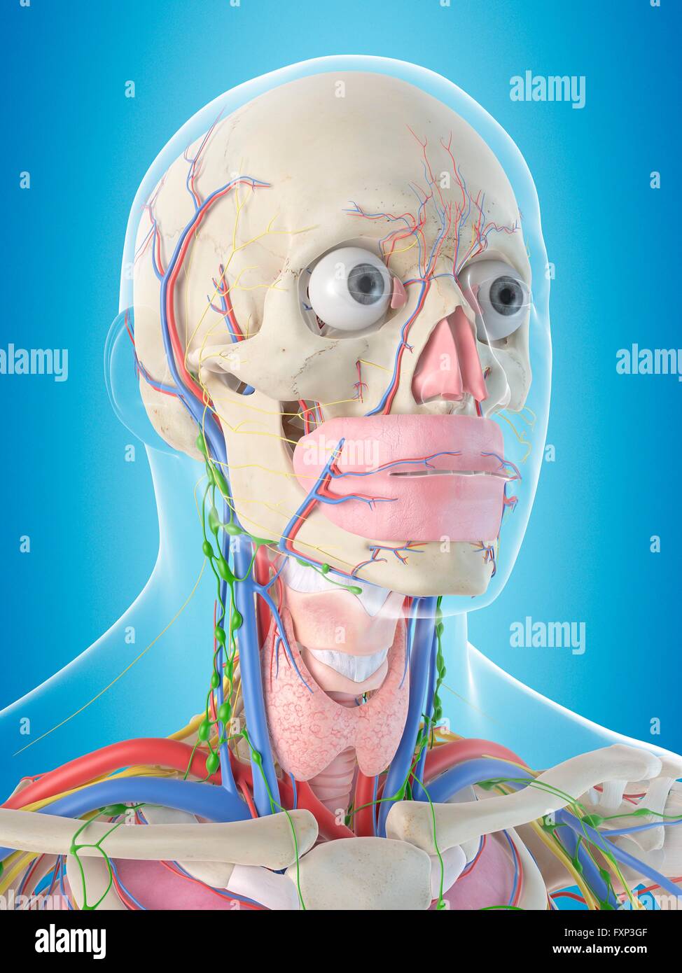 Human anatomy, computer illustration Stock Photo - Alamy