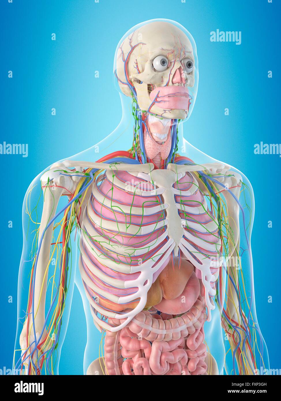 Human anatomy, computer illustration Stock Photo - Alamy
