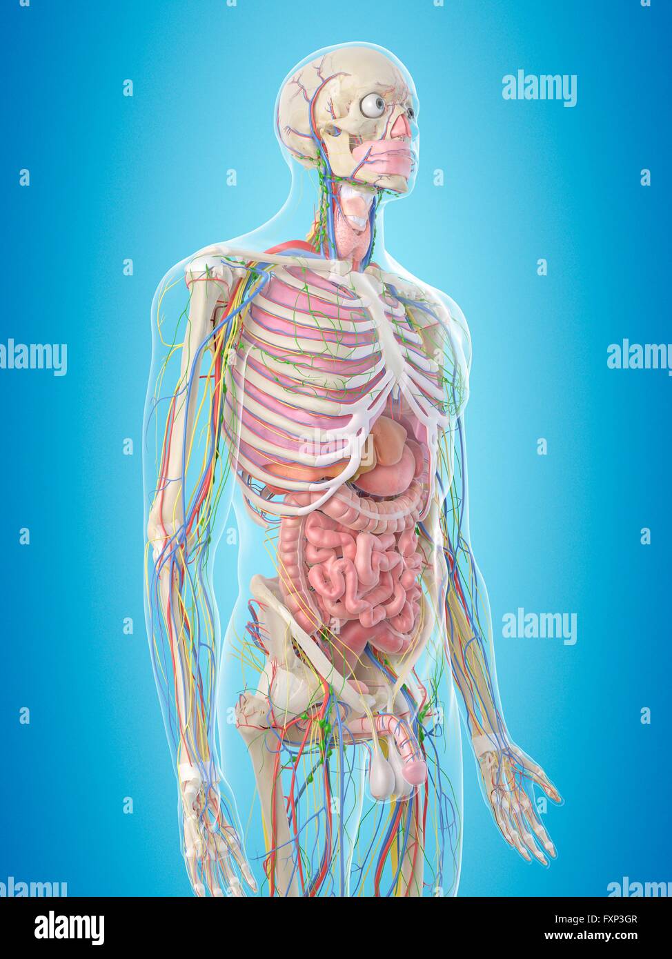 Human anatomy, computer illustration Stock Photo - Alamy