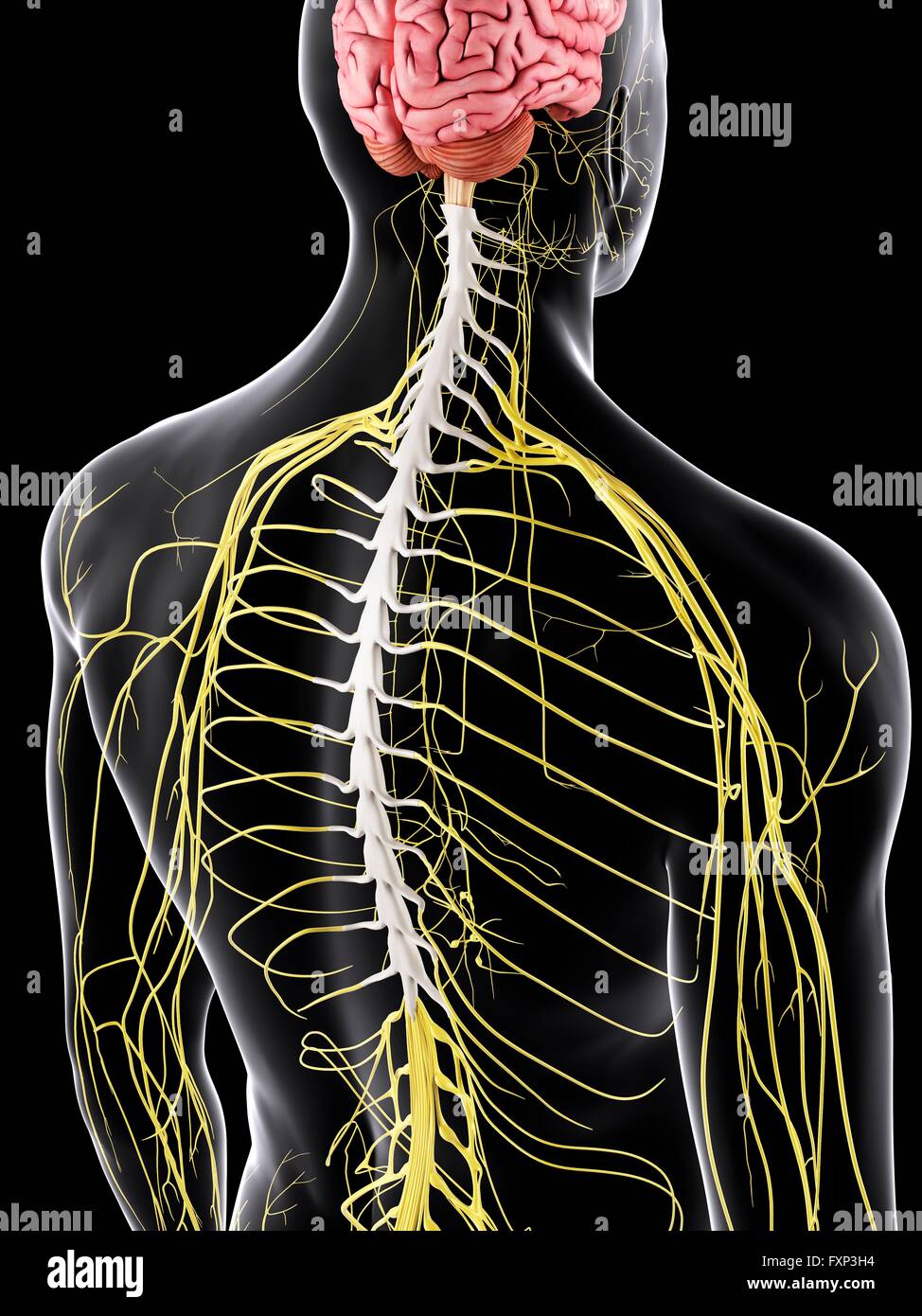 Human brain and nervous system, computer illustration Stock Photo - Alamy