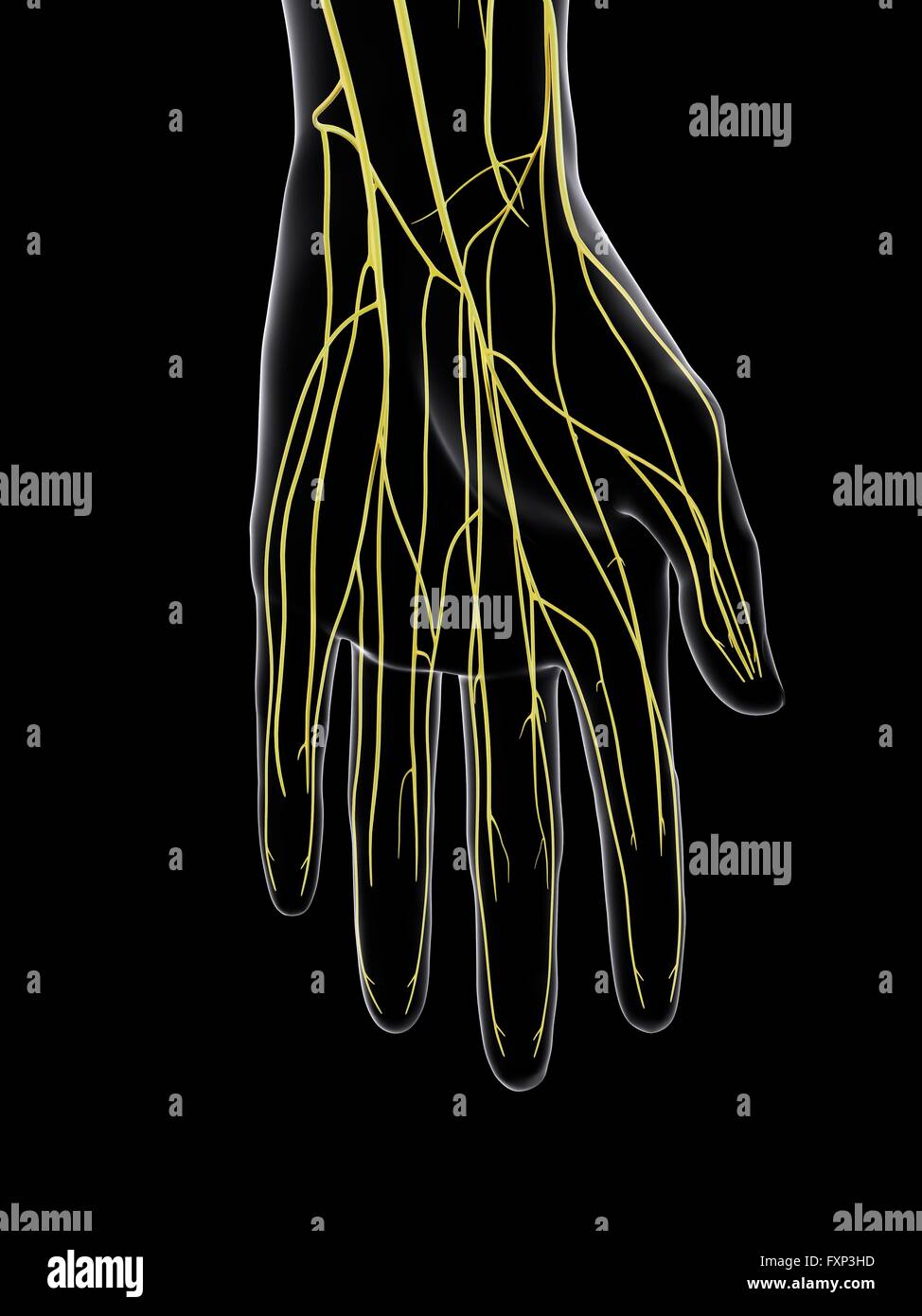 Human Hand Nerves Illustration High Resolution Stock Photography and ...